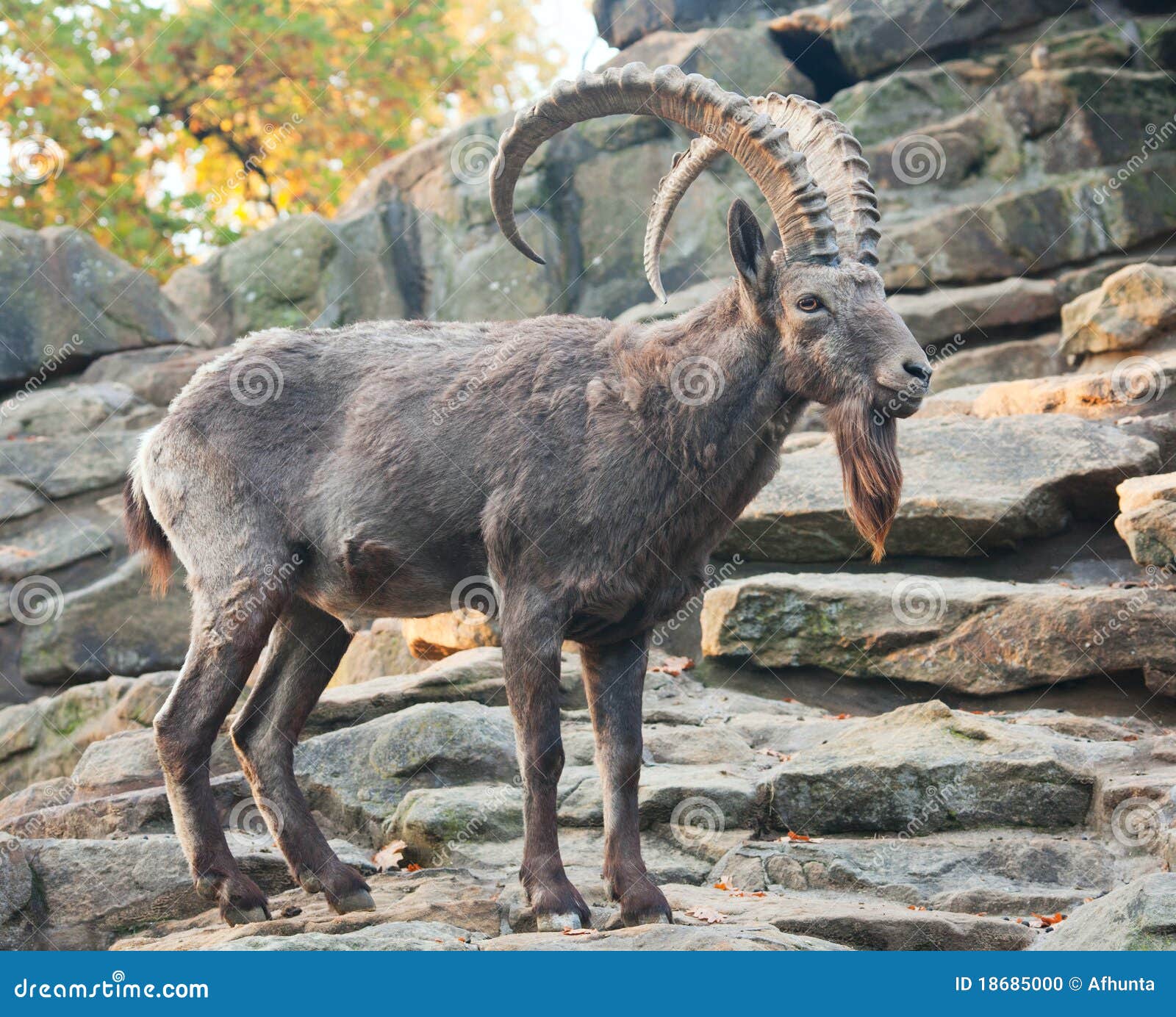 A wild goat on the rock stock photo. Image of wild, agile - 18685000