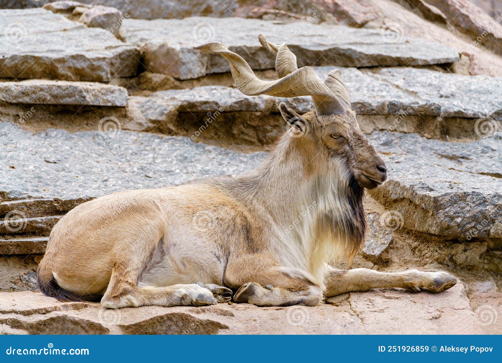Wild goat on the rock. stock image. Image of farm, wilderness - 251926859