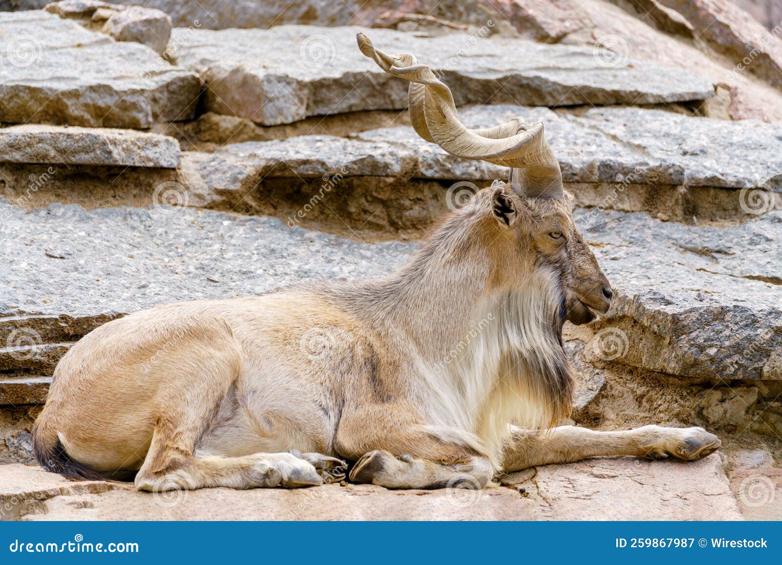 Wild Goat on the Rock. Herbivore in Nature Stock Image - Image of ...