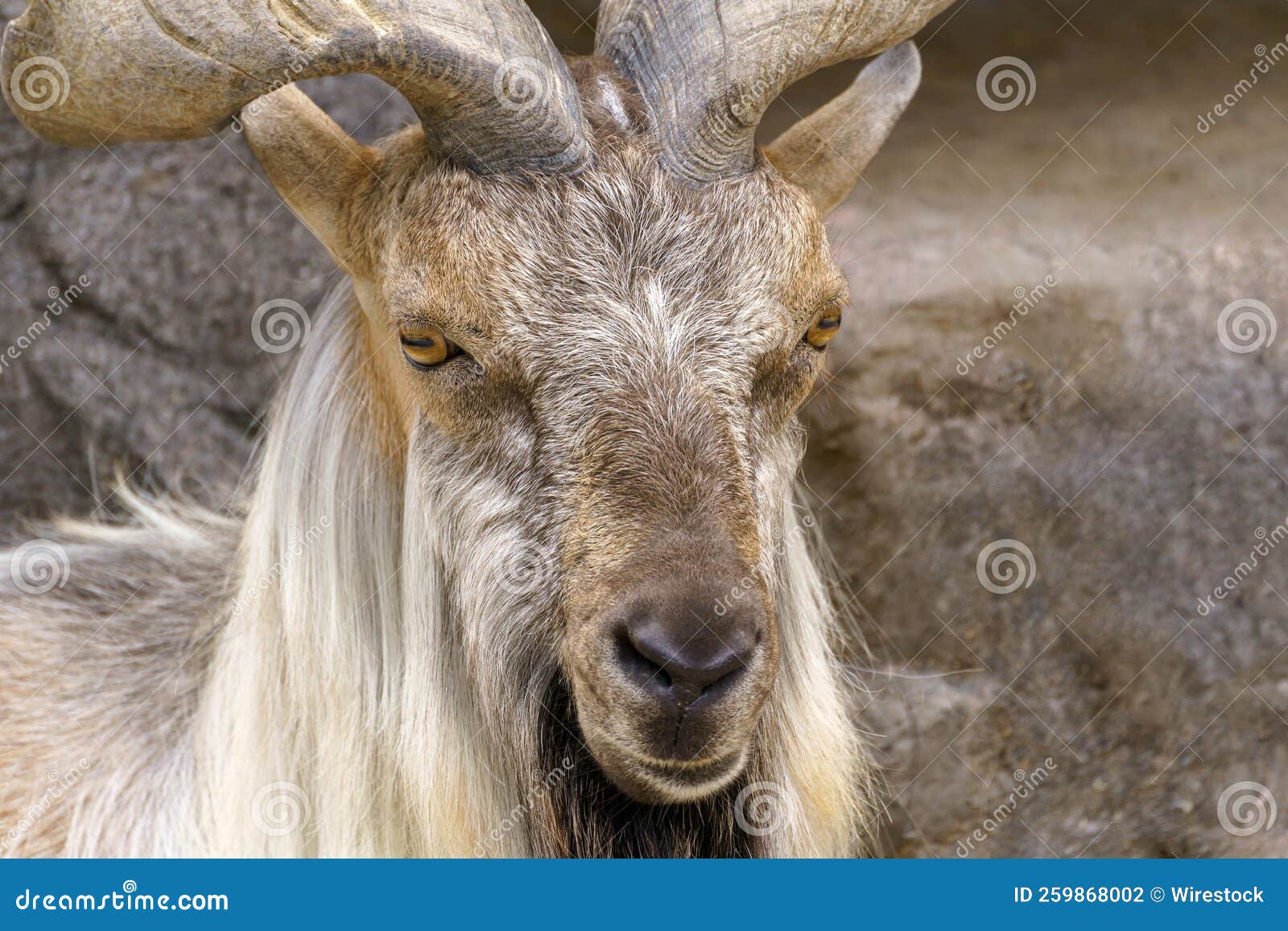 Wild Goat on the Rock. Herbivore in Nature Stock Photo - Image of range ...