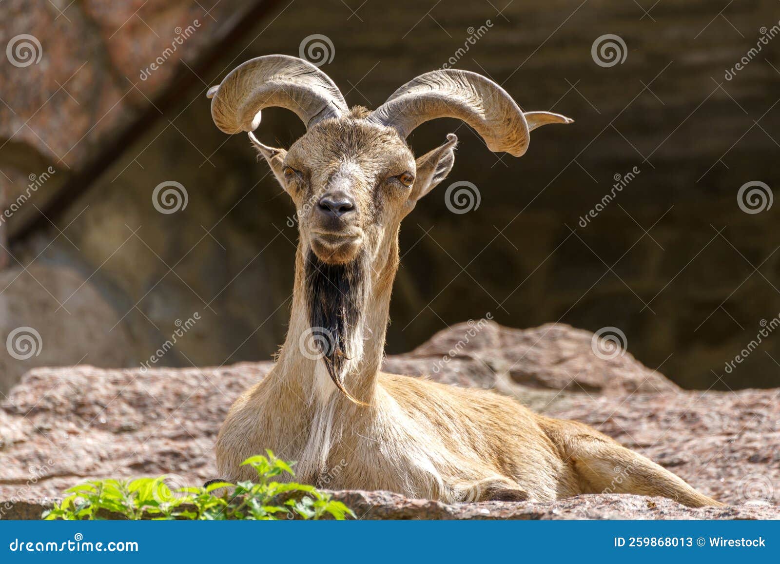 Wild Goat on the Rock. Herbivore in Nature Stock Image - Image of wild ...