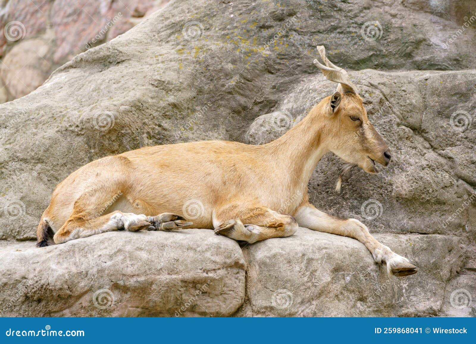 Wild Goat on the Rock. Herbivore in Nature Stock Image - Image of ...