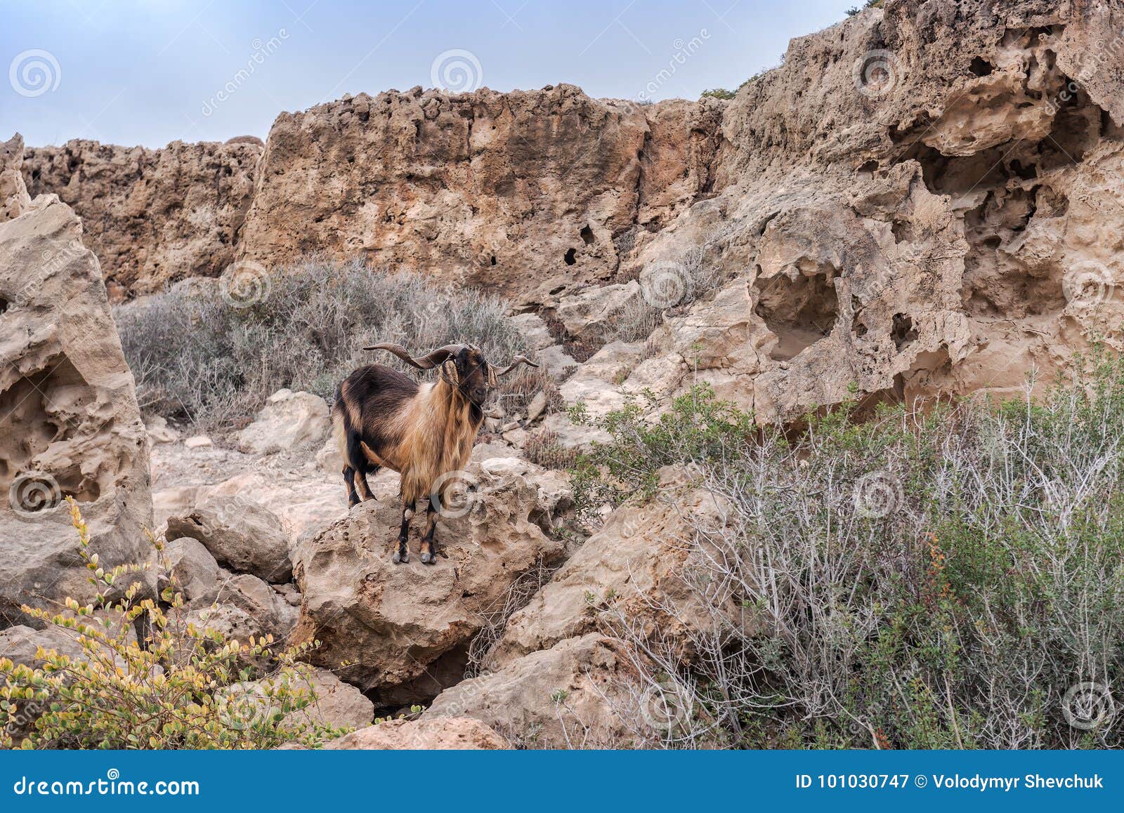 Wild goat on the rock stock image. Image of canada, park - 101030747