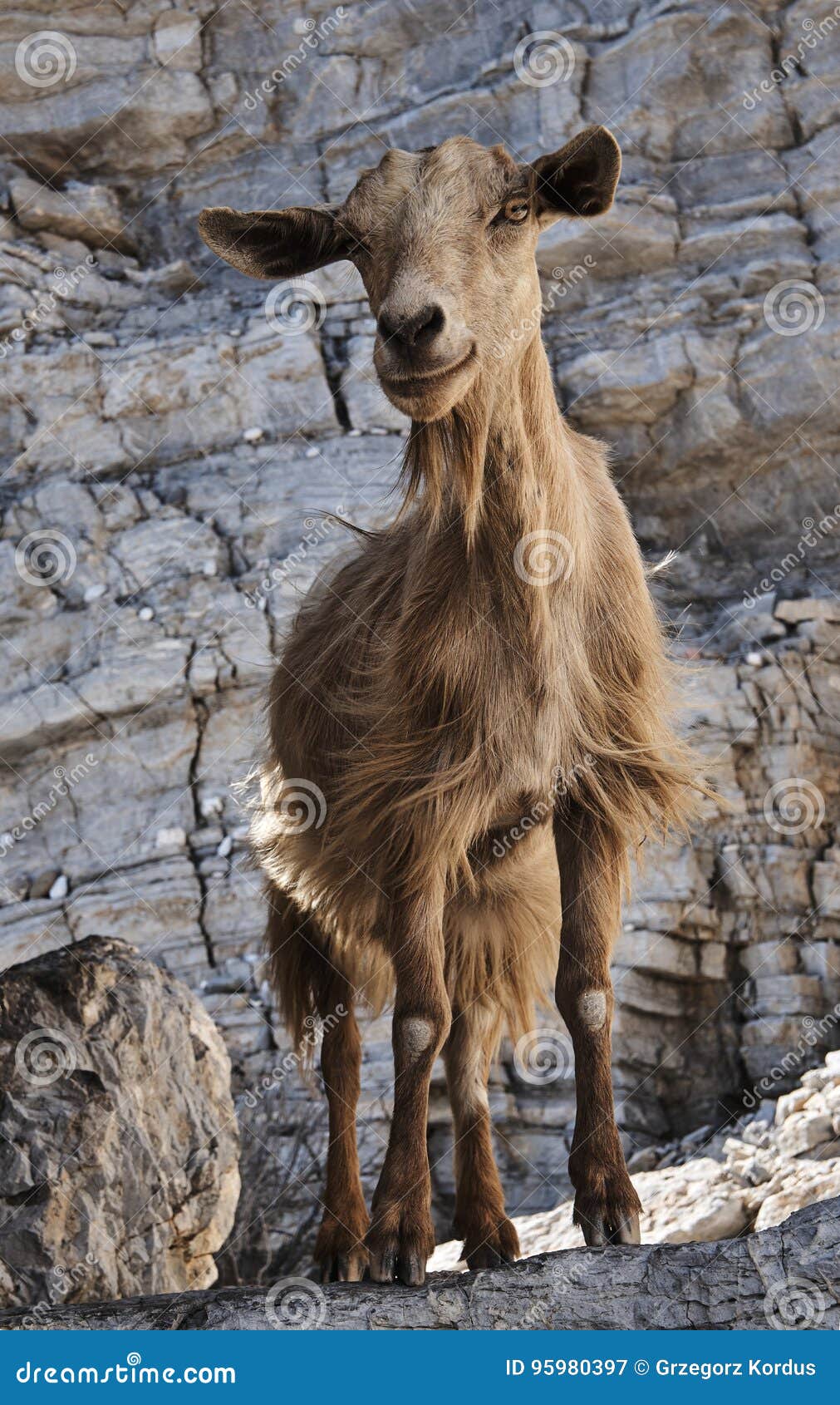 Wild goat in the rocks stock image. Image of rocks, head - 95980397