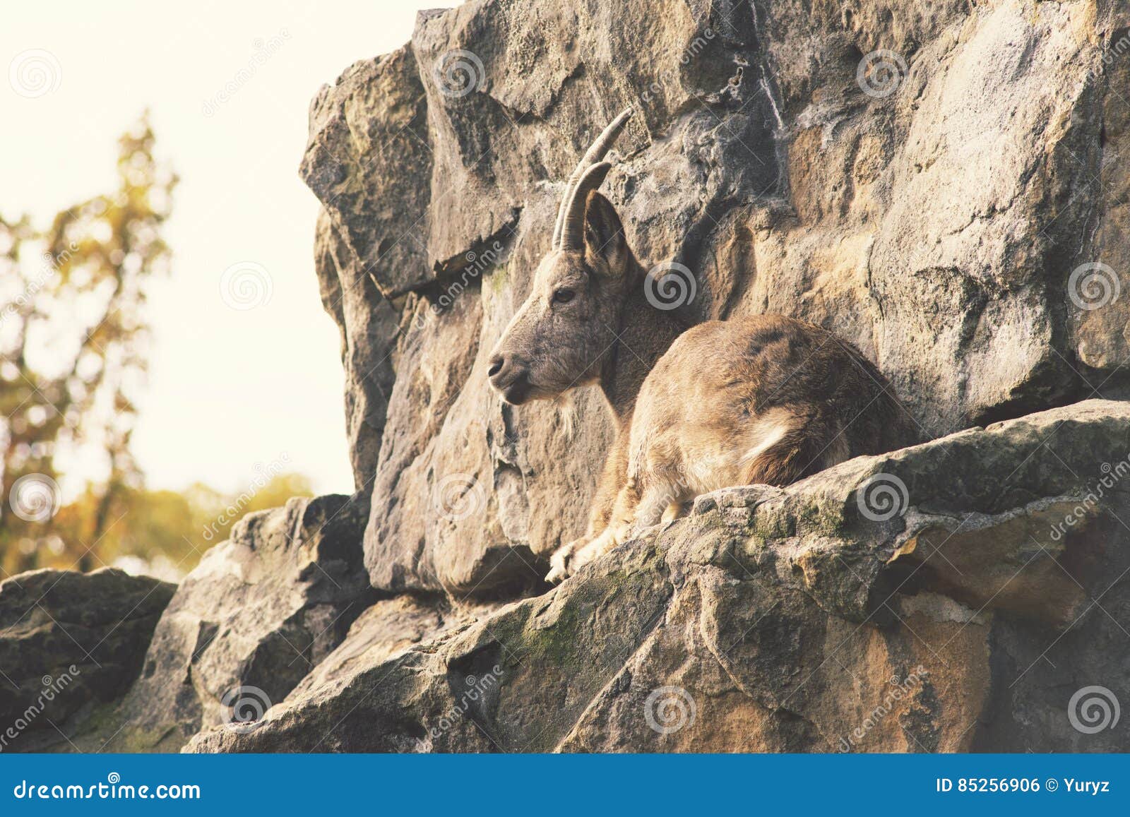 Wild goat on rocks stock photo. Image of animal, relax - 85256906