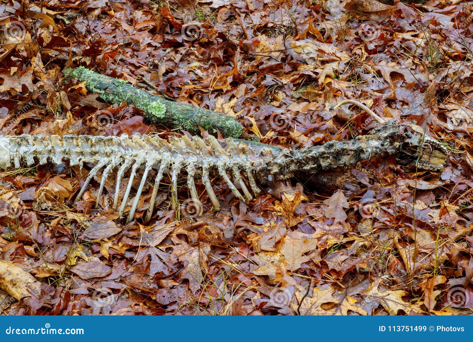 Wild Goat and Bones in Nature Stock Image - Image of anatomy, natural ...