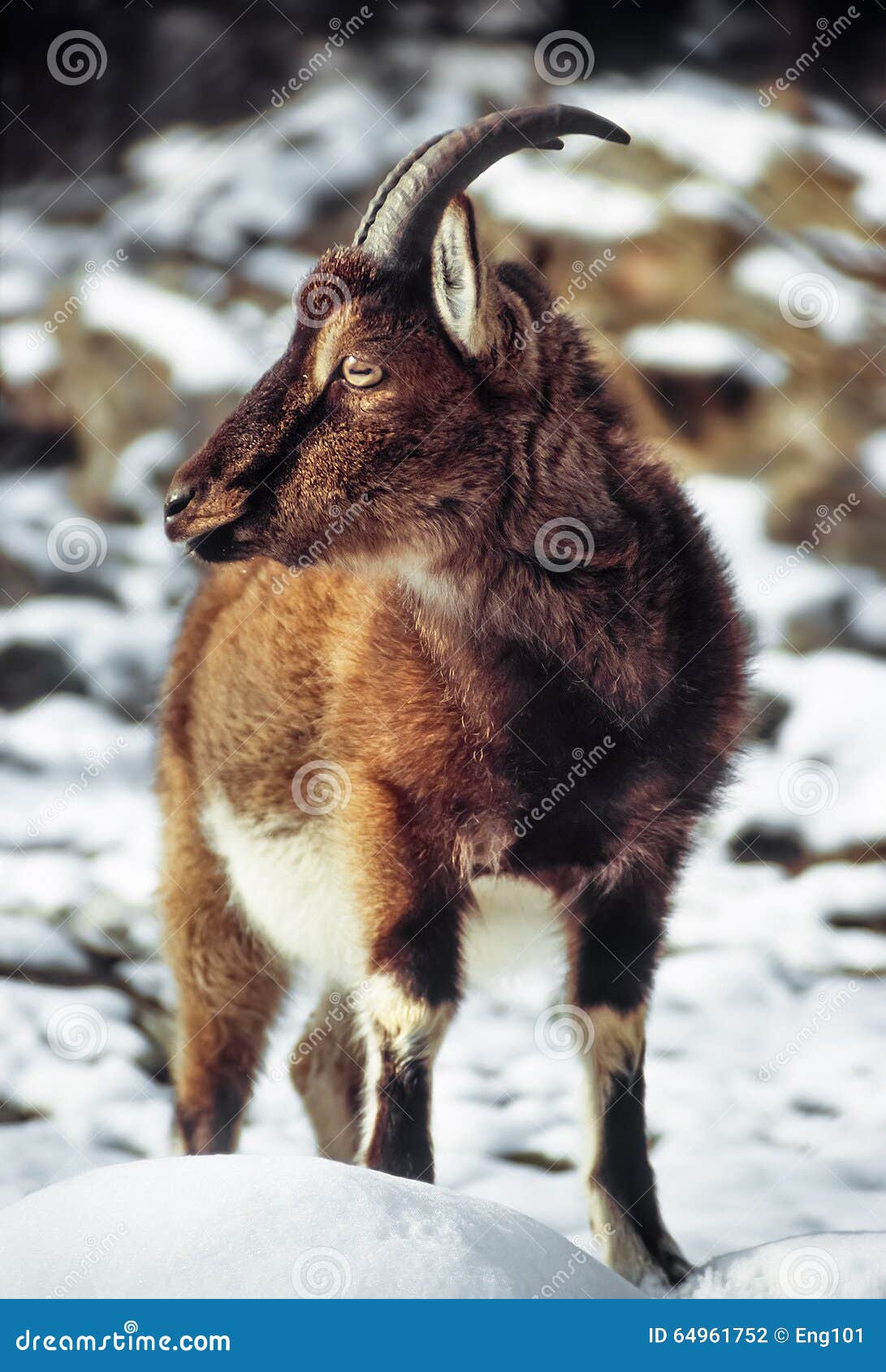 Wild goat in snow stock photo. Image of terrain, aegagrus - 64961752