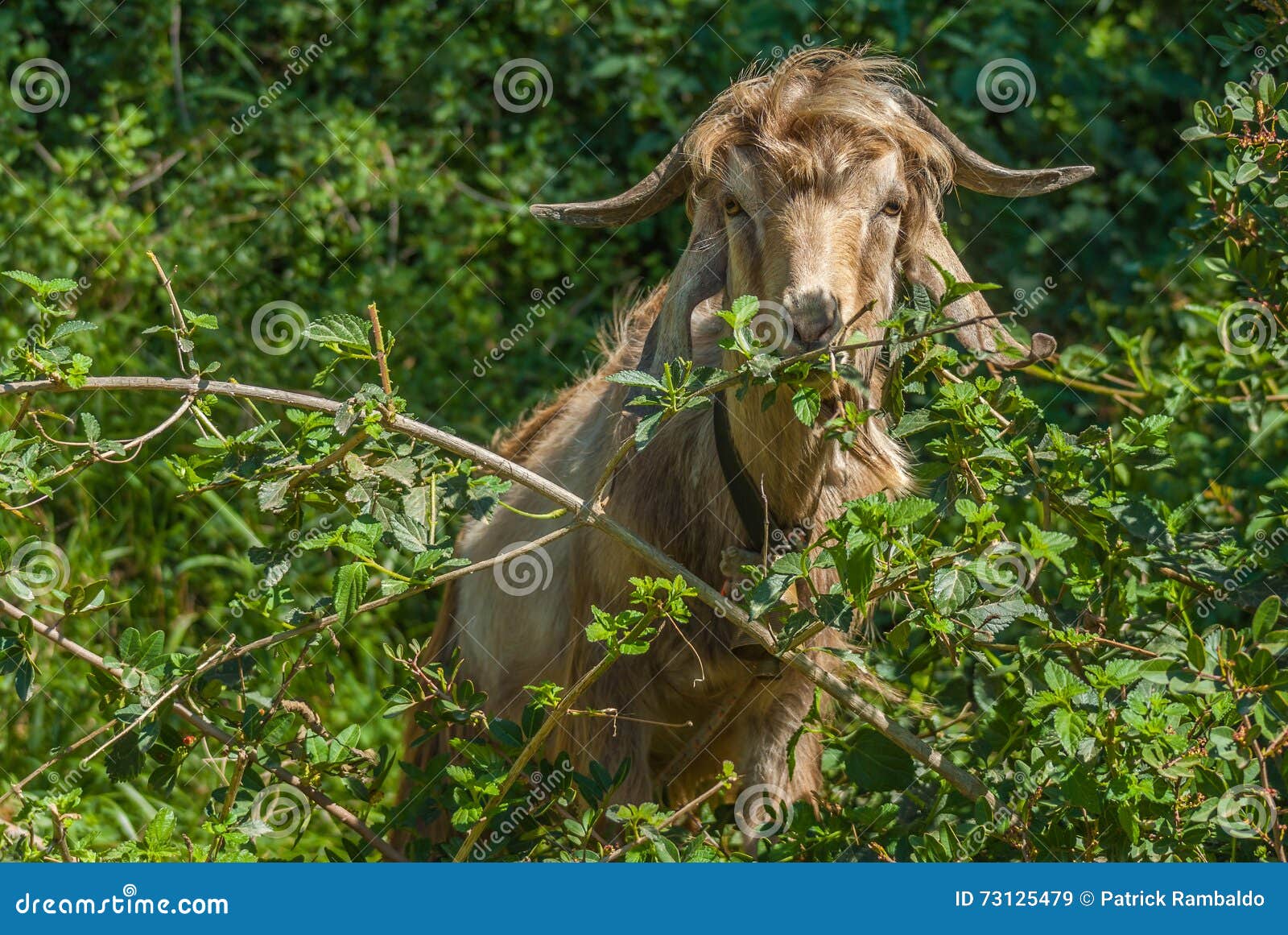 Wild goat stock image. Image of country, landscape, alone - 73125479