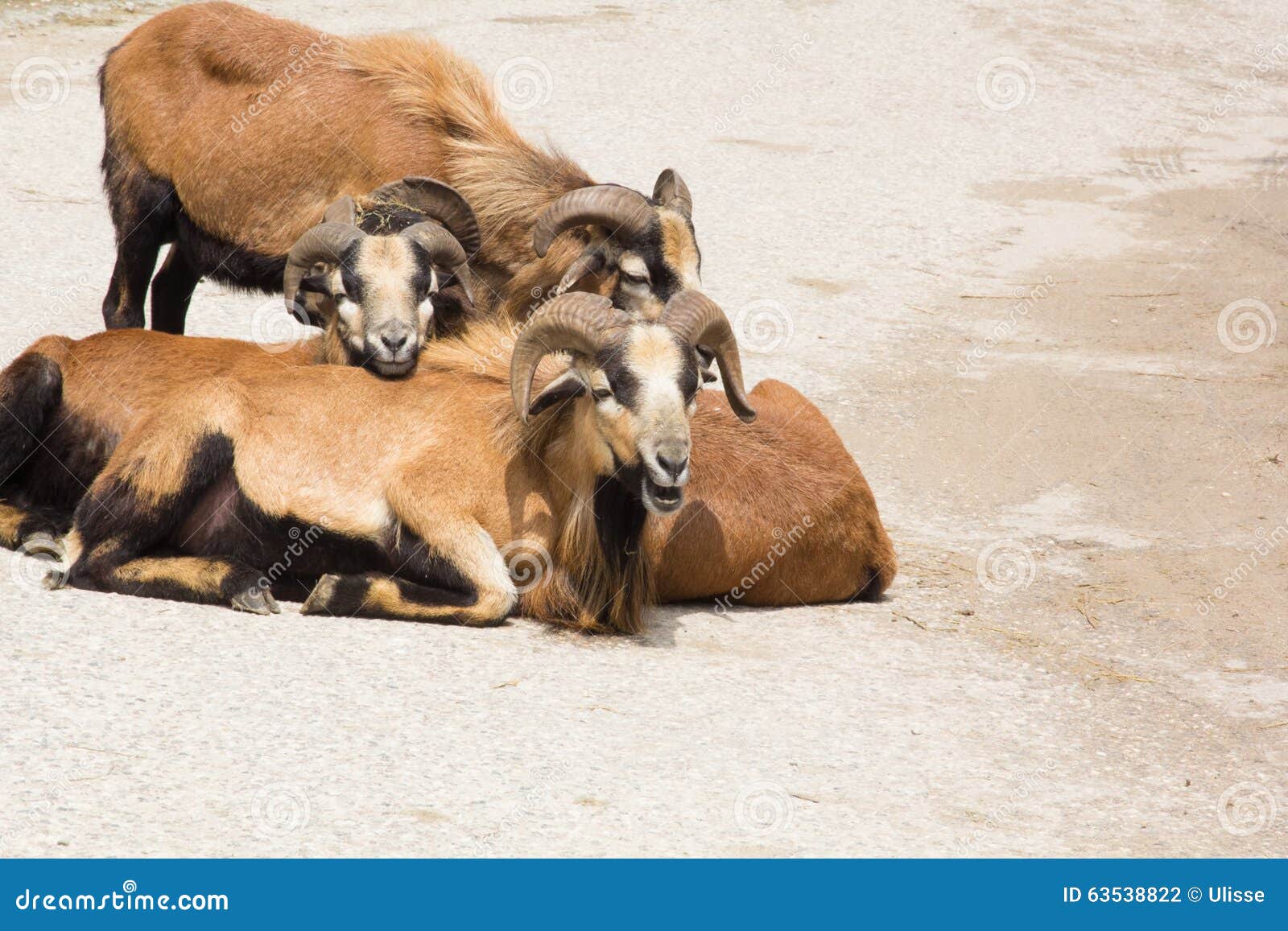 Wild goat stock photo. Image of nature, side, livestock - 63538822