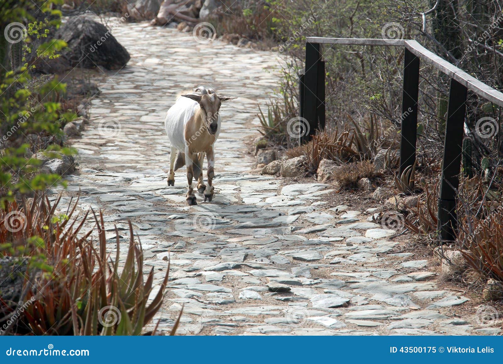 A wild goat stock image. Image of wild, wilderness, national - 43500175