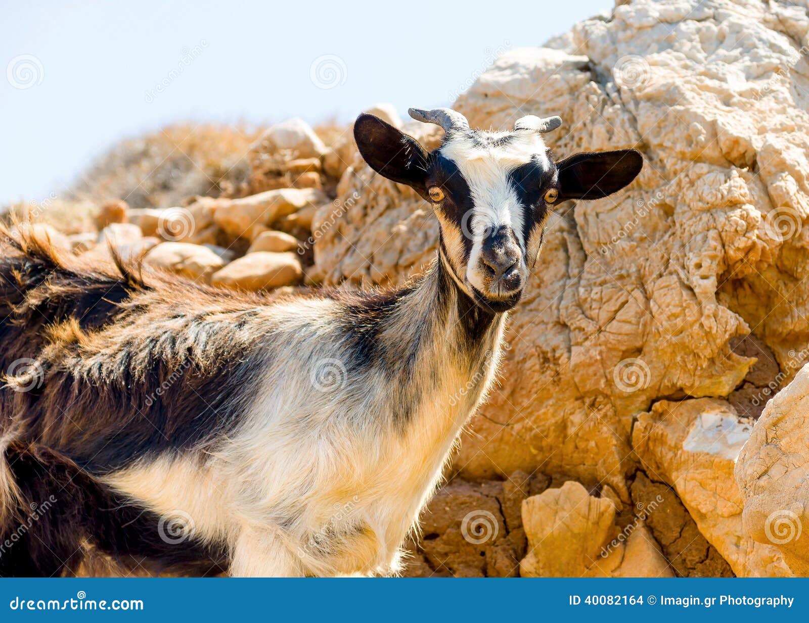 Wild goat stock photo. Image of female, countryside, looking - 40082164