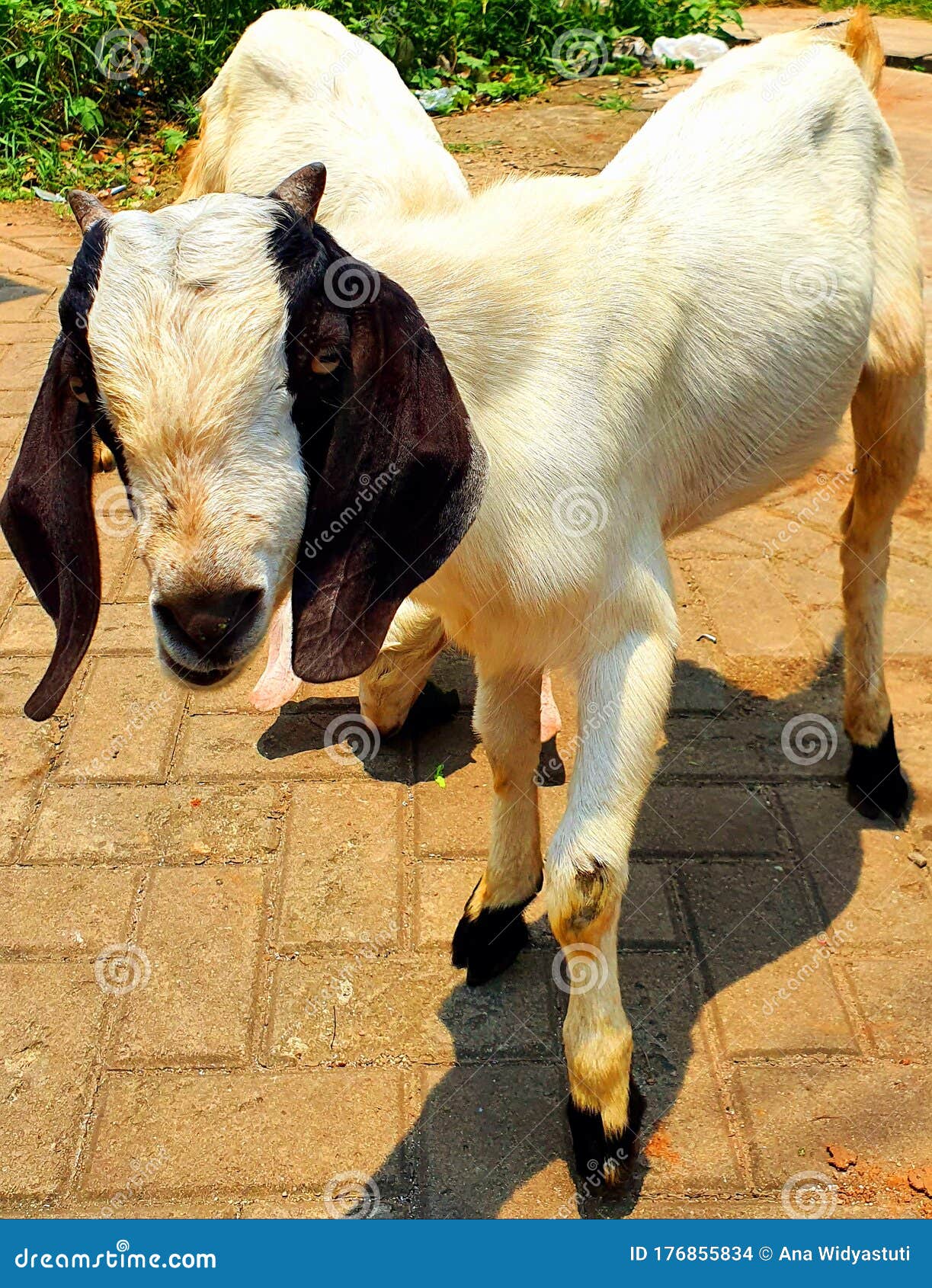 Goats In Front Of The Panagia Kanakaria Church And Monastery In The ...