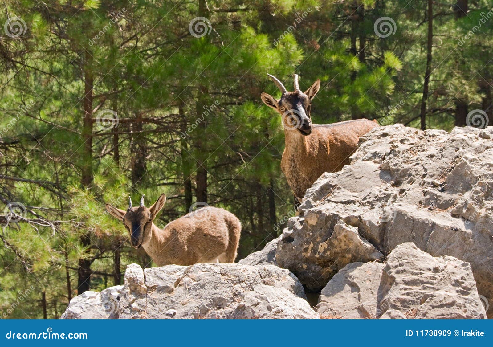Wild Goats Kri-kri in Samaria Gorge. Stock Image - Image of crete ...