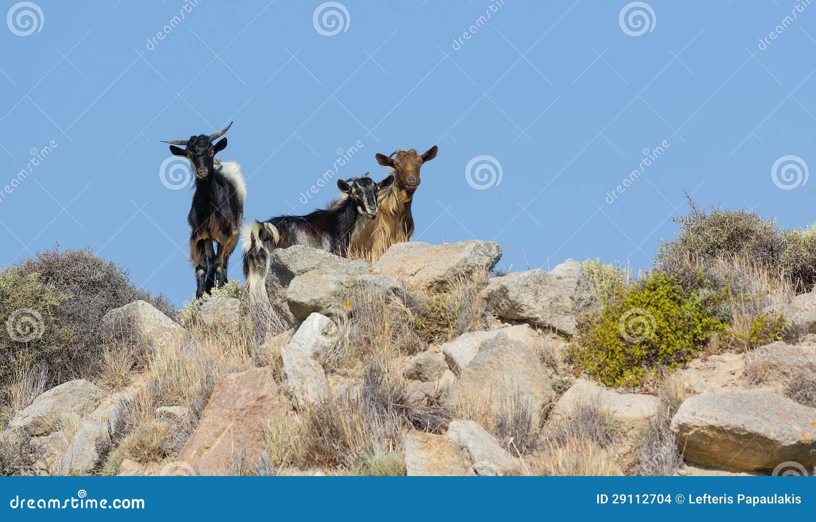 Wild Goats in Milos Island, Greece Stock Photo - Image of cliffs, fauna ...