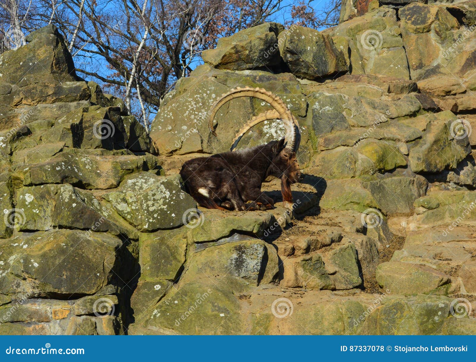 Wild goats stock photo. Image of wild, rocks, horns, resting - 87337078