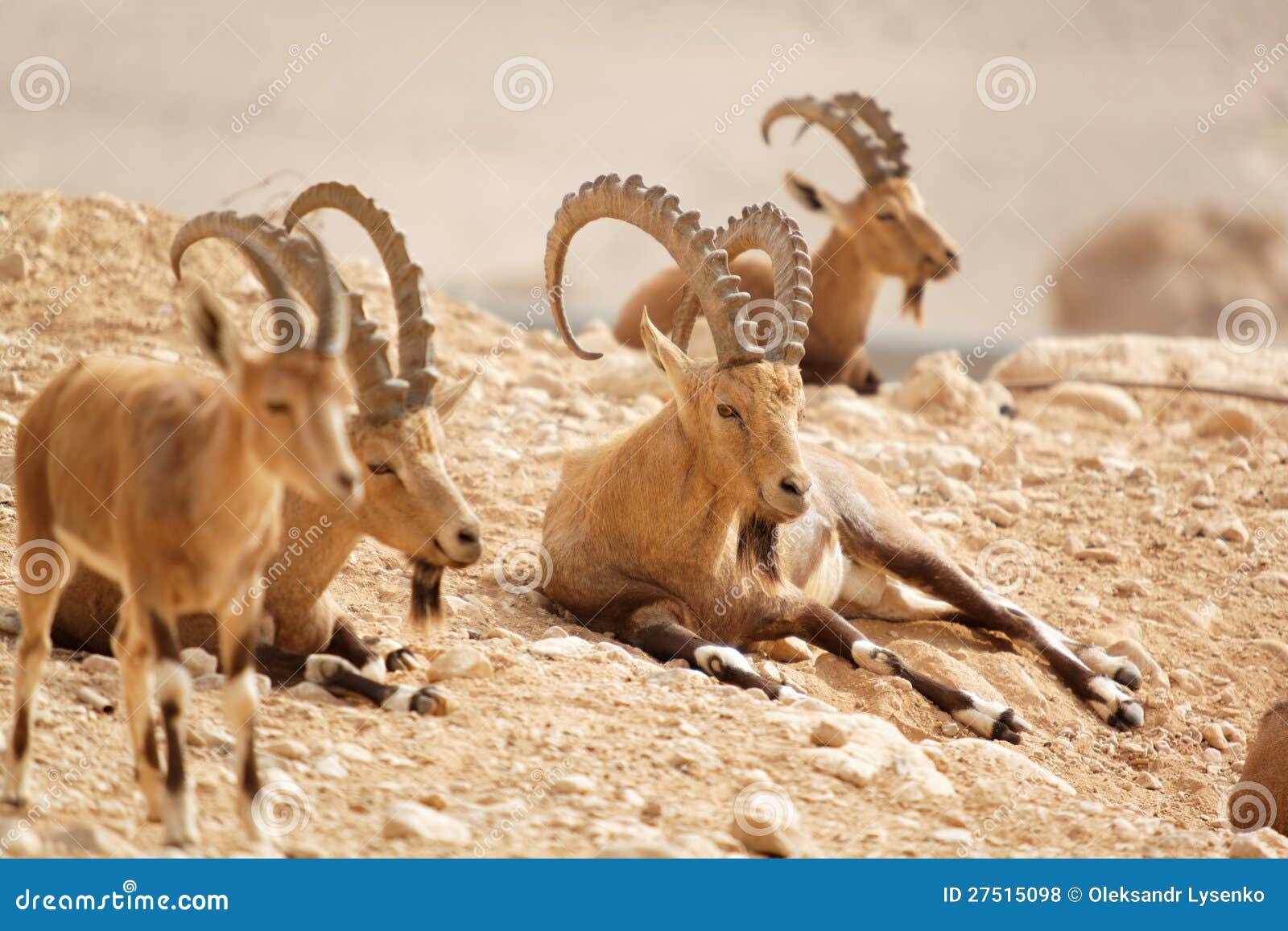 Wild goats in nature stock photo. Image of capricorn - 27515098