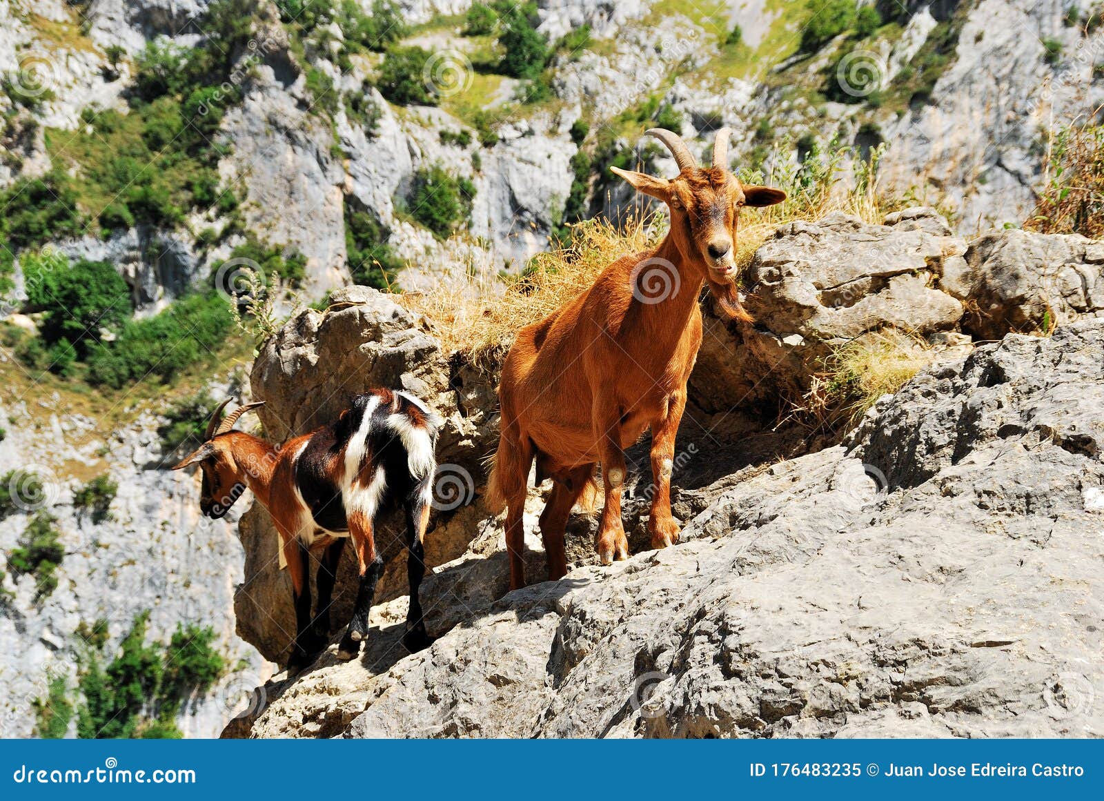 Wild goats on rocks stock image. Image of outdoor, bright - 176483235