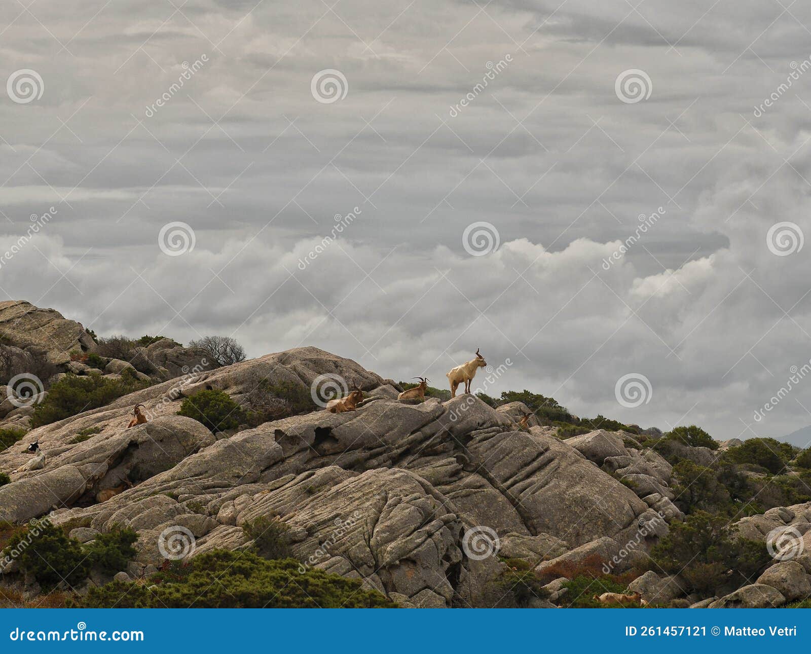 Wild Goats on Sardinian Rocks Stock Image - Image of rock, tree: 261457121