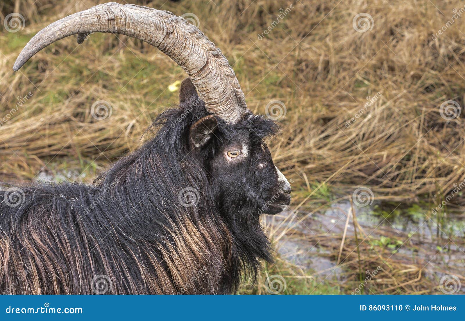 Wild Goats in Scotland. stock photo. Image of north, park - 86093110