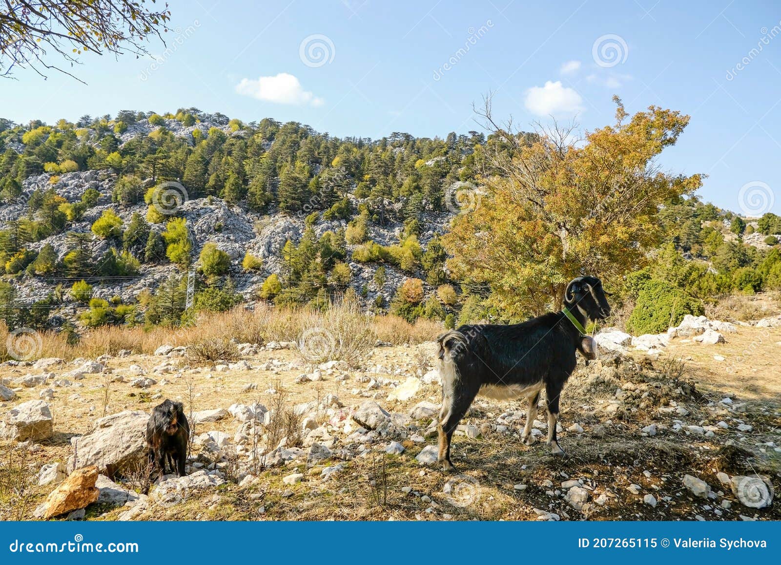Wild Goats Walk the Mountains of Turkey Stock Image - Image of stones ...