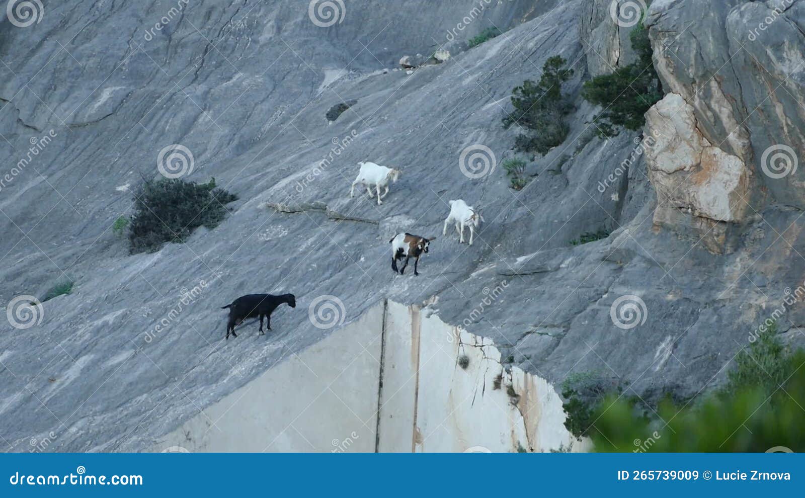 Goats Walking on a Steep Rock Stock Video - Video of farm, mountain ...