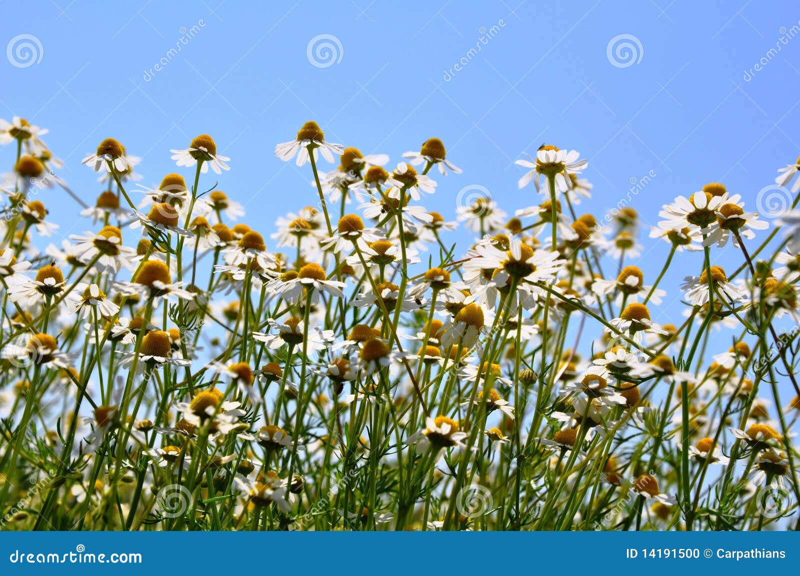 Wild Gold Chamomile Field Under the Blue Sky Stock Photo - Image of ...