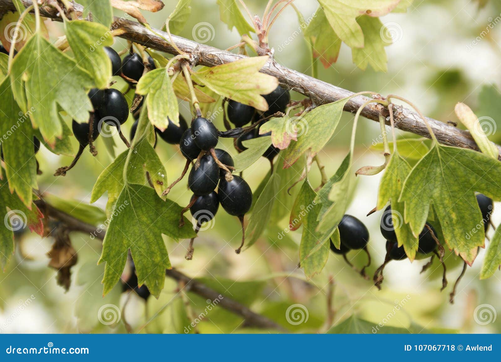 Wild golden currant. stock photo. Image of background - 107067718