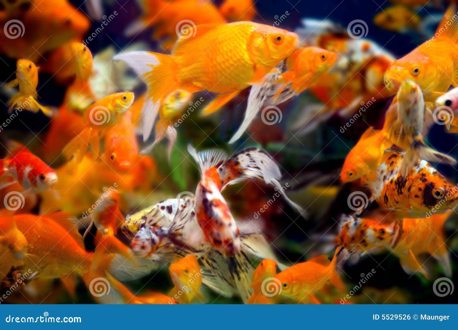 Goldfish Aquarium Singapore