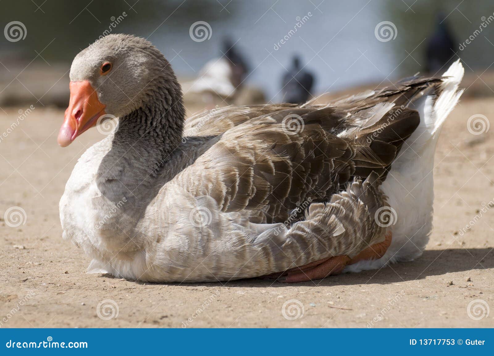 Wild Goose stock image. Image of panache, crouch, creek - 13717753