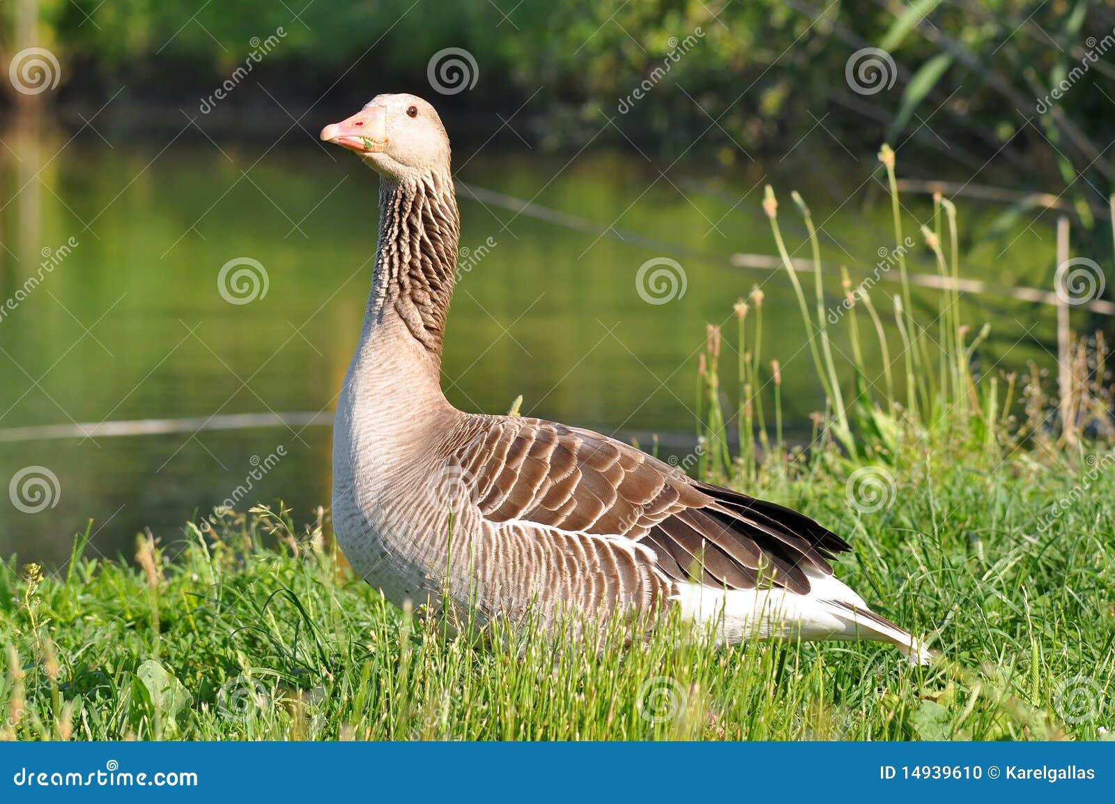 Wild goose stock photo. Image of grey, colorful, orange - 14939610
