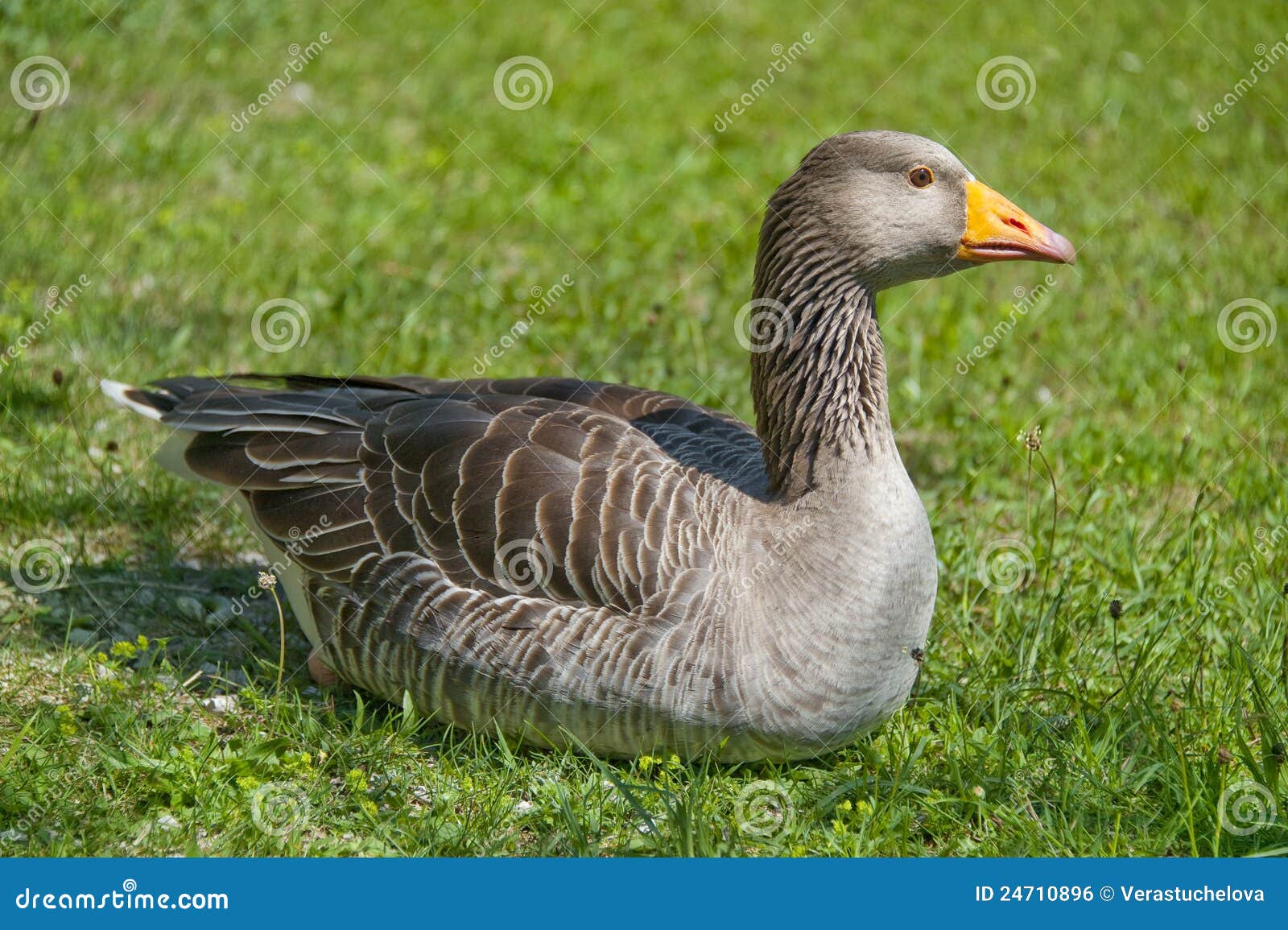 Wild goose stock photo. Image of fluff, grazing, lawn - 24710896
