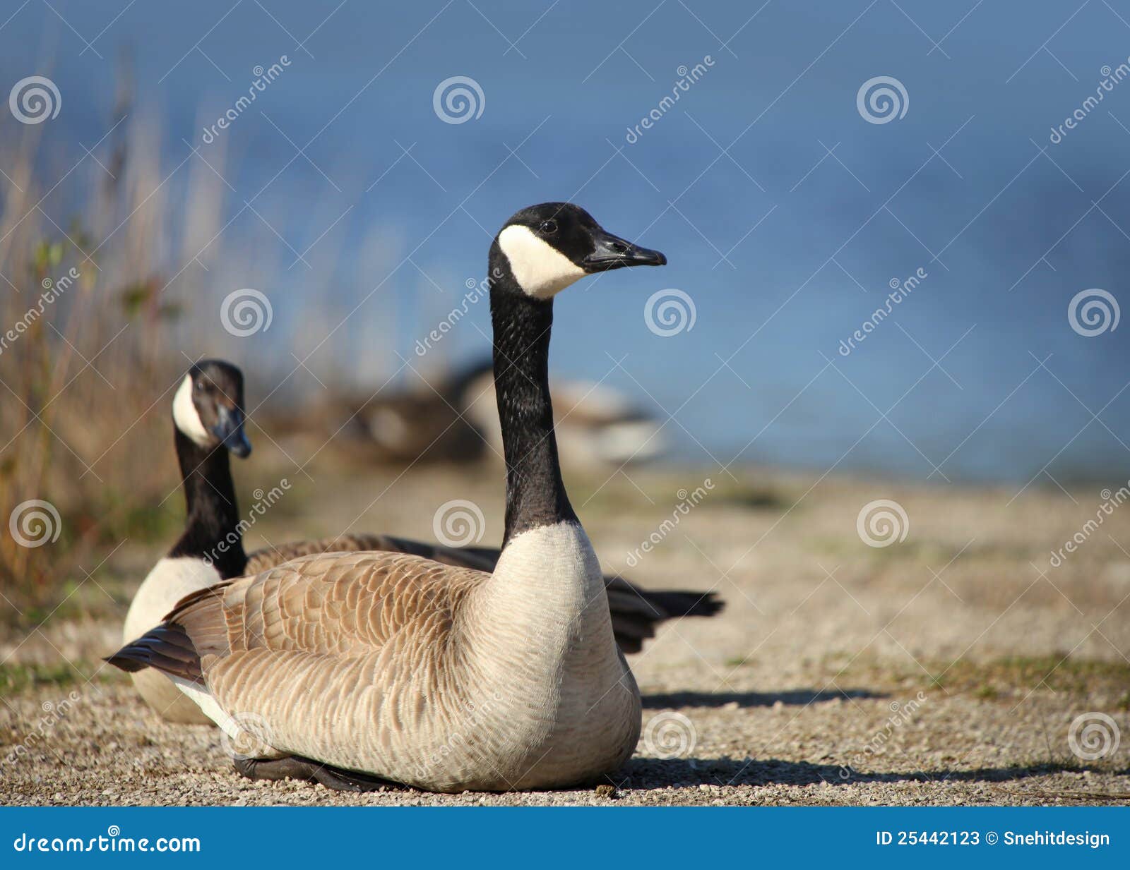 Wild goose stock image. Image of beak, white, animal - 25442123