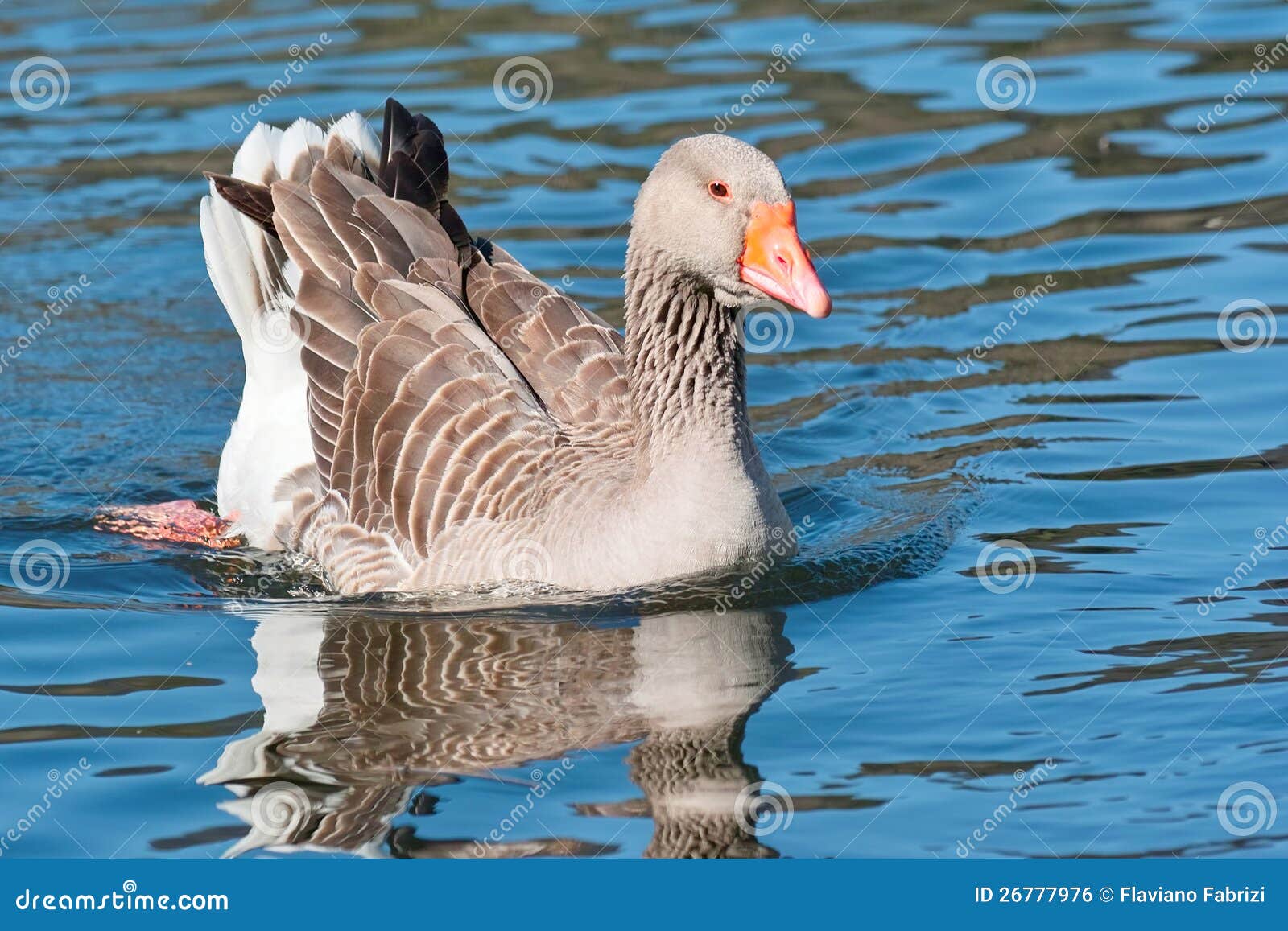 Wild goose stock photo. Image of waterfowl, swamp, water - 26777976