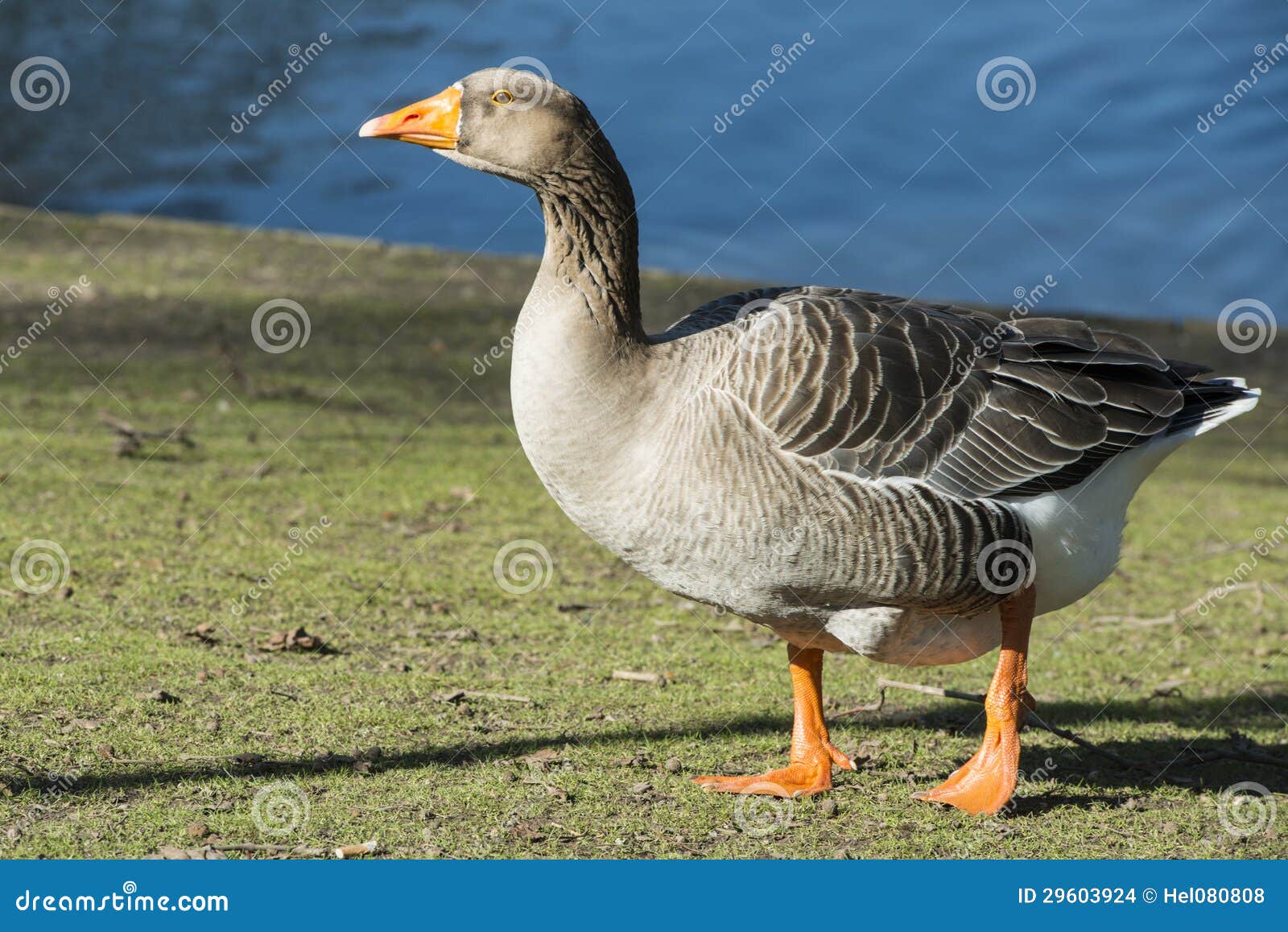 Wild goose stock photo. Image of anser, bill, feather - 29603924