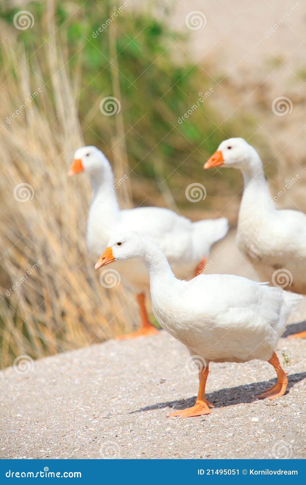 Wild goose chase stock image. Image of wings, webbed - 21495051