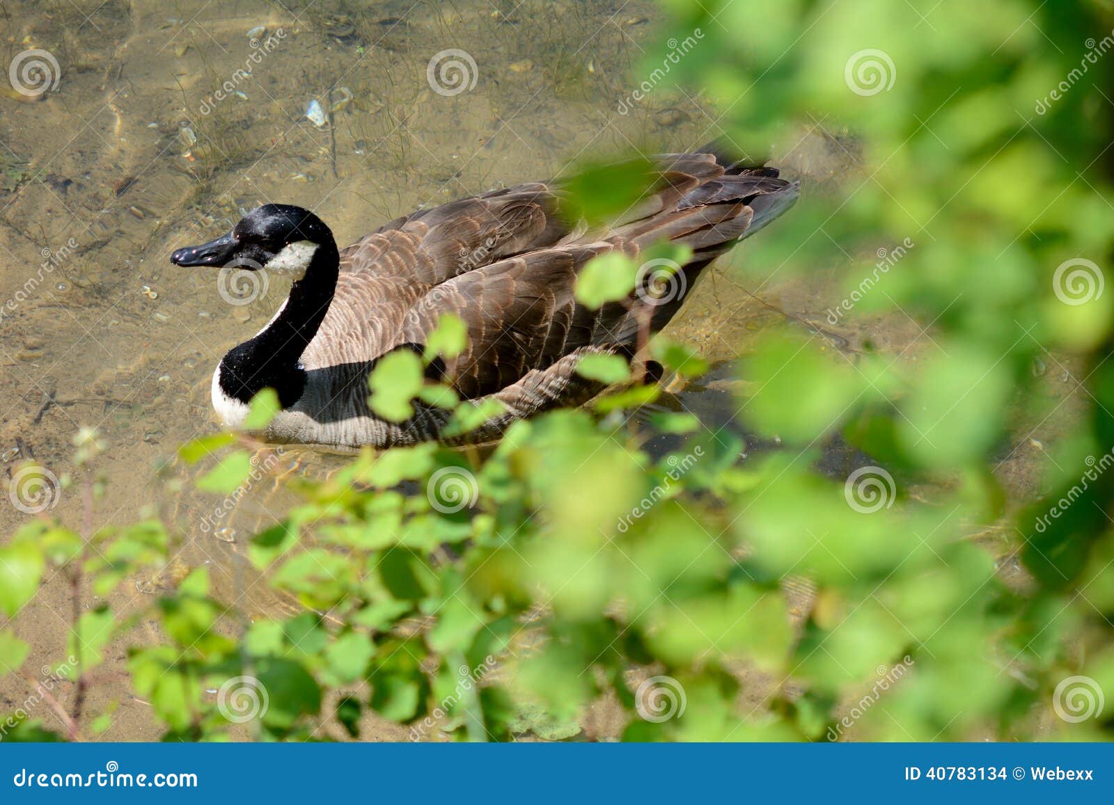 Wild Goose stock photo. Image of canadensis, foraging - 40783134
