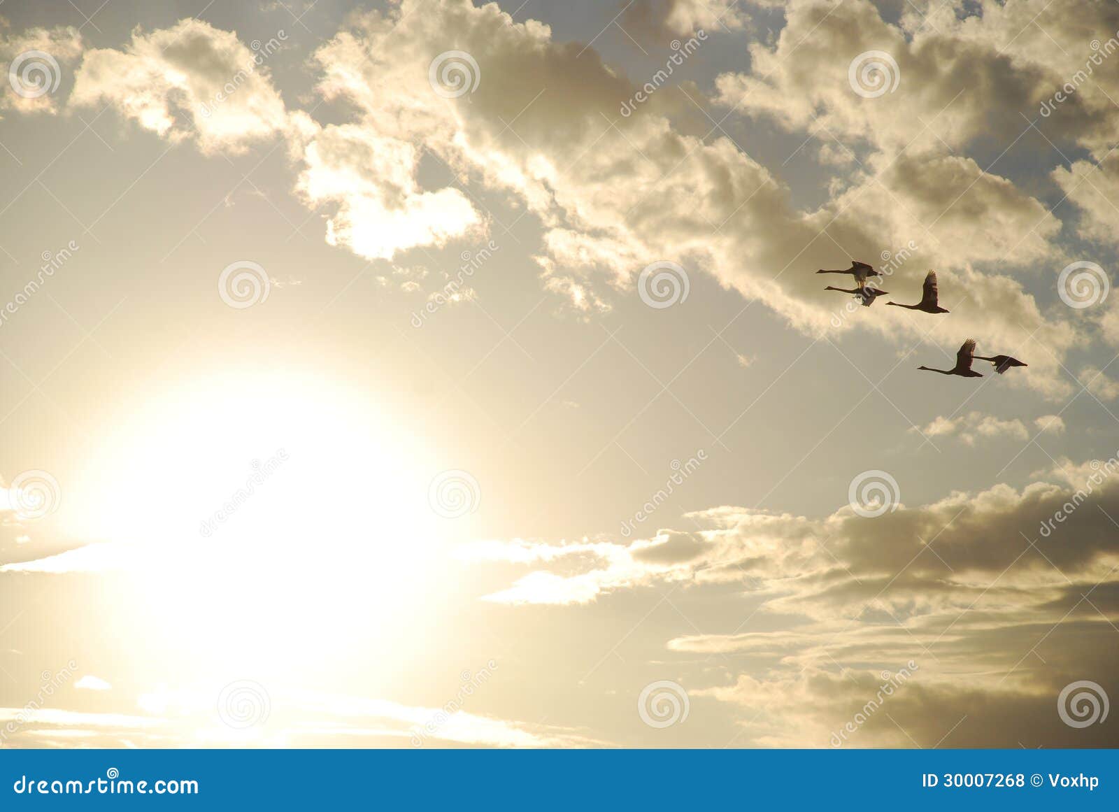 Wild goose fly stock photo. Image of golden, dawn, migratory - 30007268