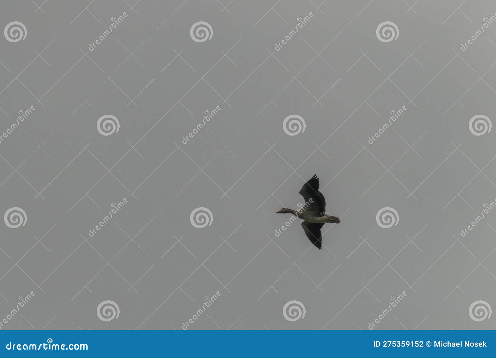 Wild Goose Flying Over Spring Pond with Cloudy Sky Stock Photo - Image ...
