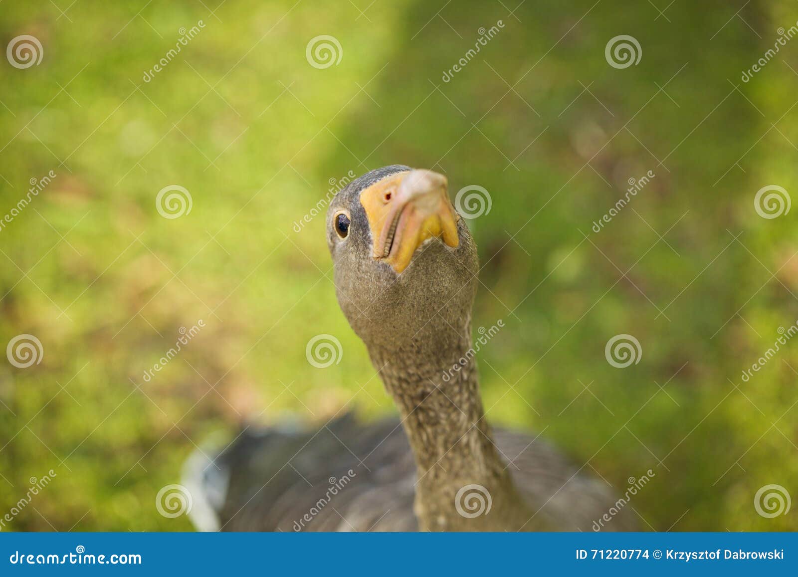 Goose Looking At Camera - Funny White Goose Stretching Its Neck Over ...