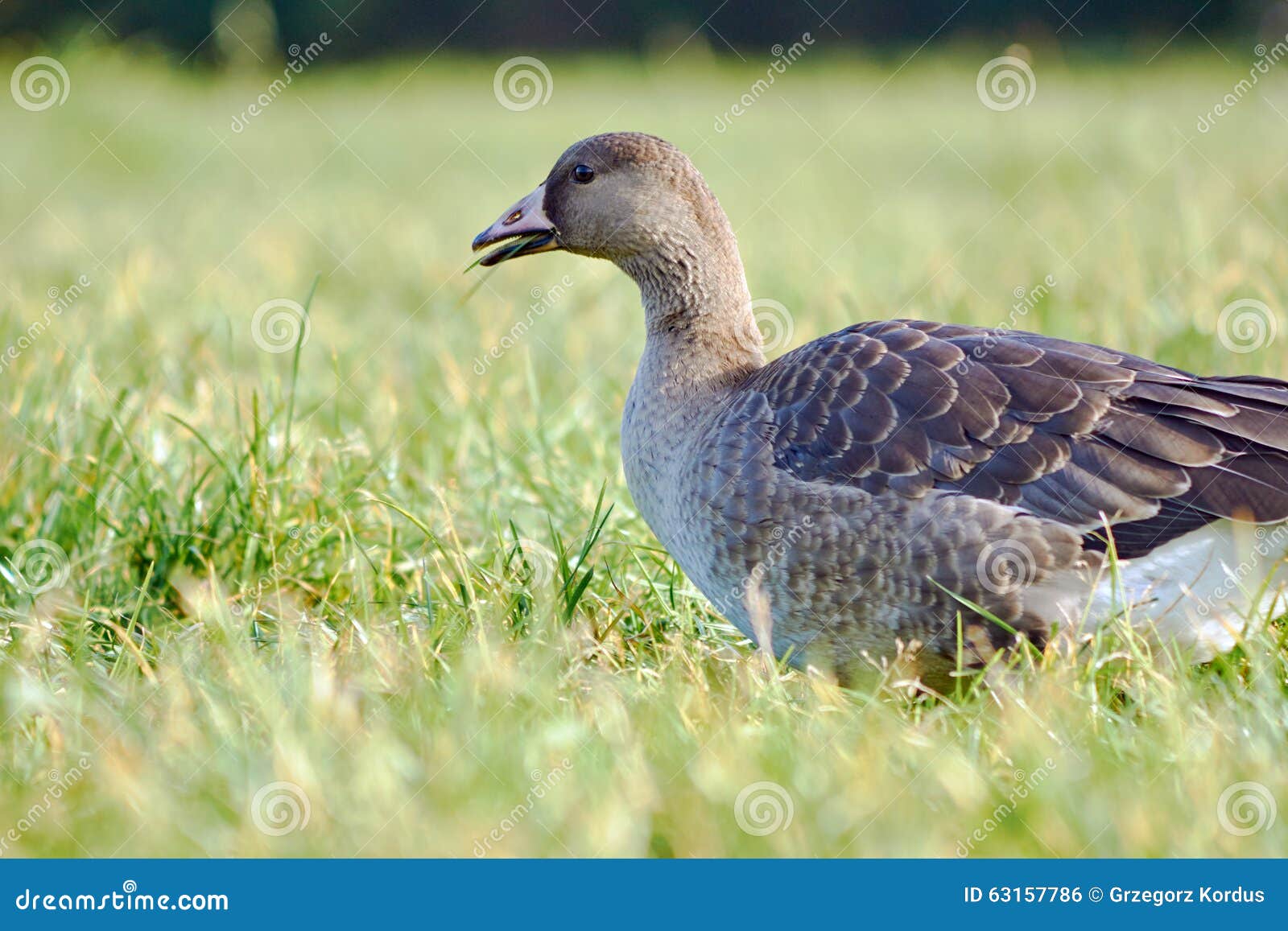 Wild goose on the meadow stock photo. Image of flora - 63157786