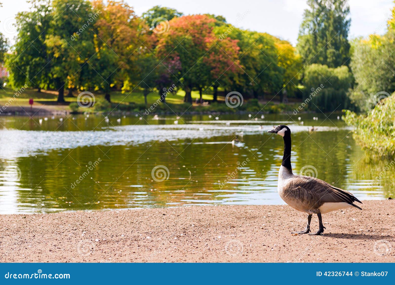 Wild goose in park stock photo. Image of open, beautiful - 42326744