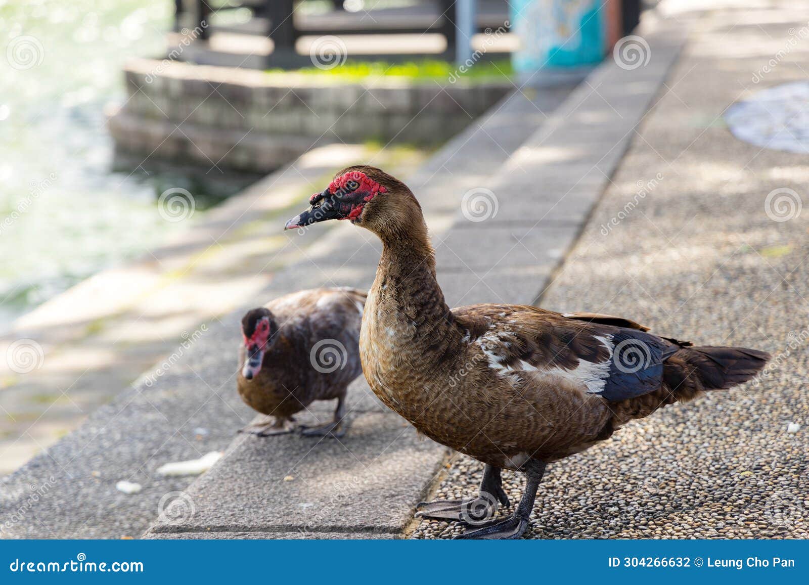 Wild goose at park stock photo. Image of summer, waterfowl - 304266632