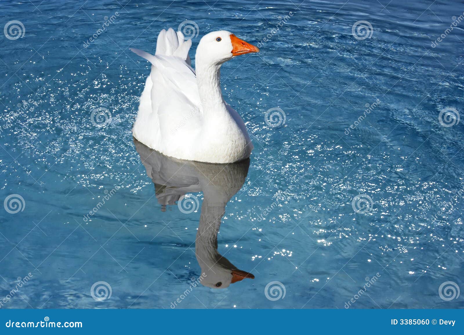 Wild goose in a pond stock photo. Image of outdoor, nature - 3385060