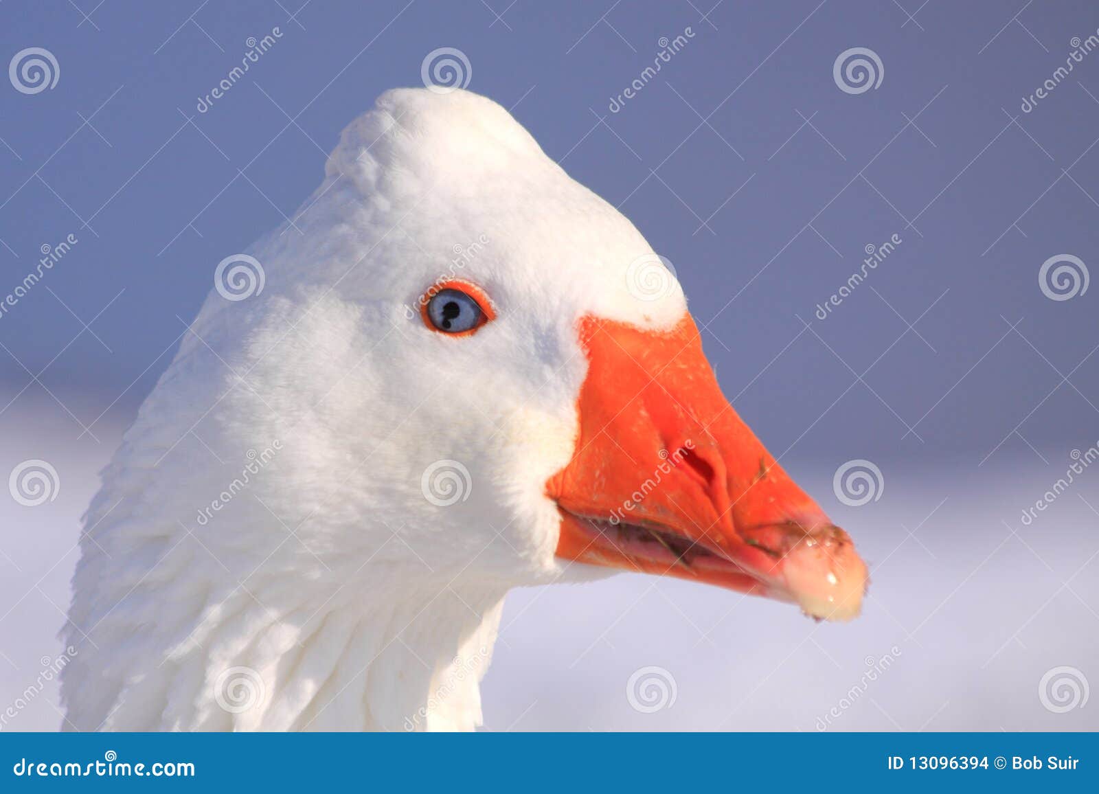 Wild goose portrait stock photo. Image of goose, wildlife - 13096394