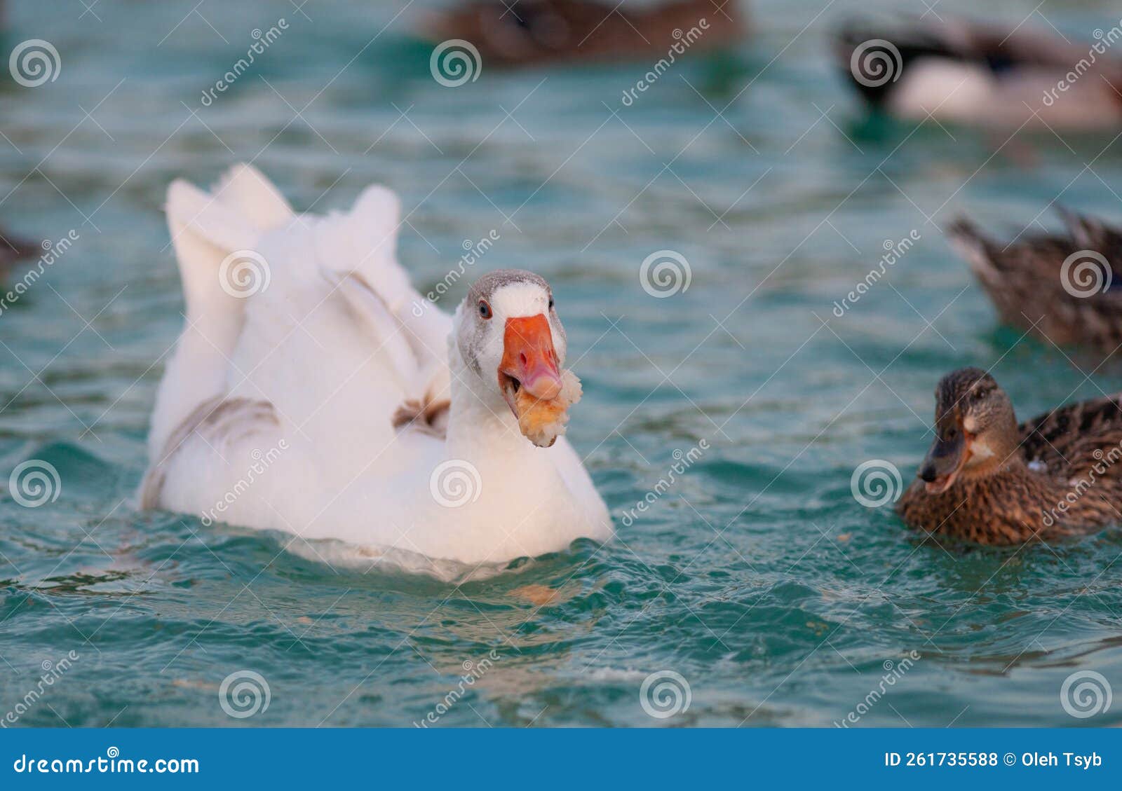 A Wild Goose Swims on the Lake, People Feed it with Bread Stock Photo ...