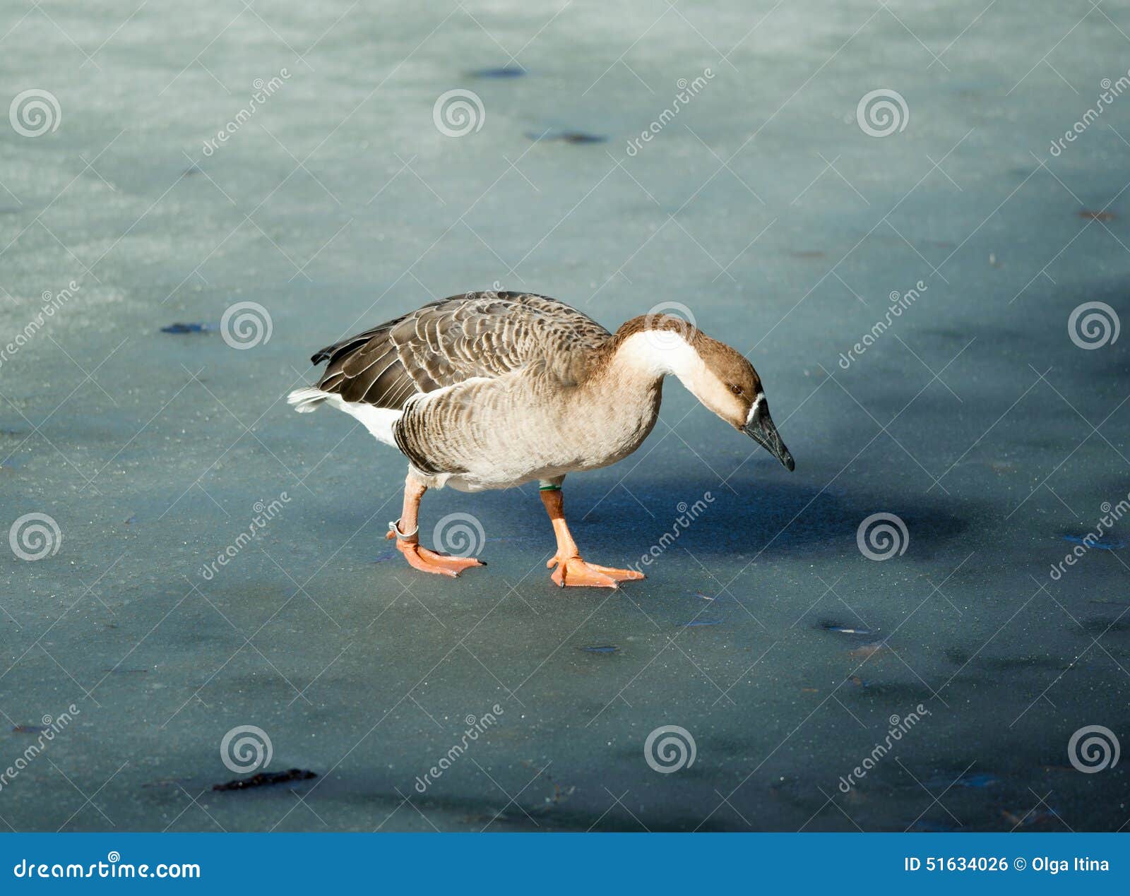 Wild Goose Walking on Melted Lake Surface Stock Photo - Image of ...