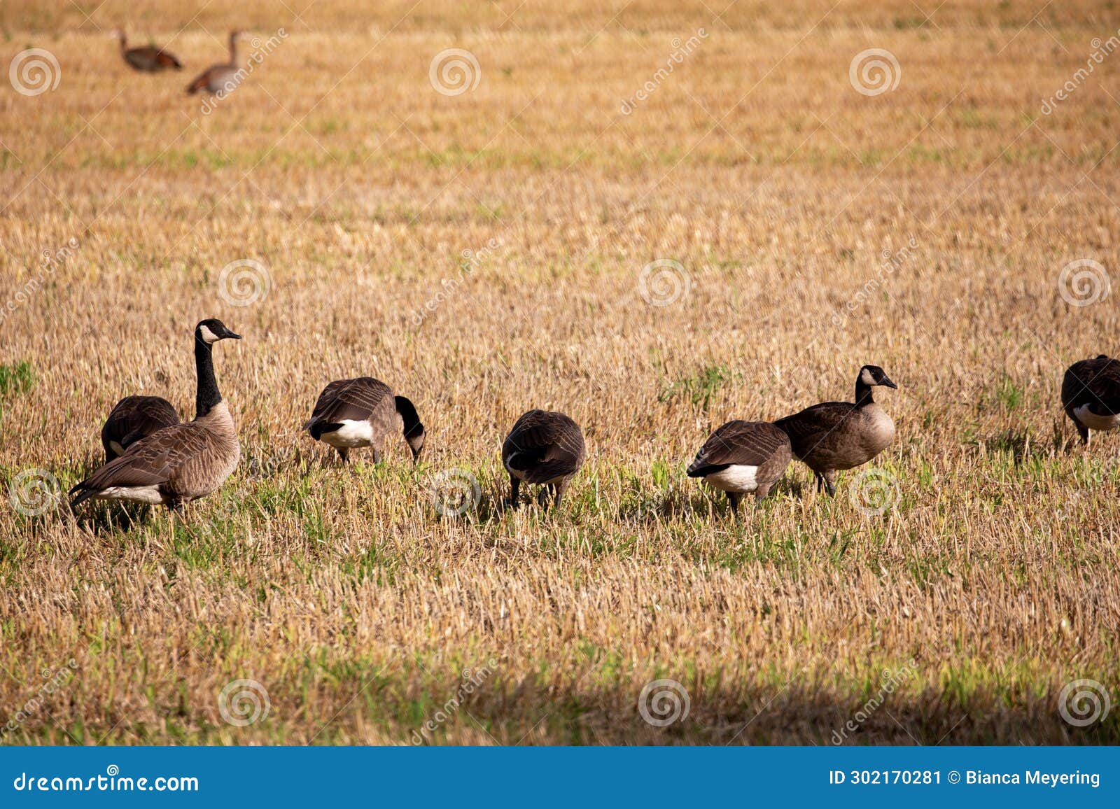 Wild Goose and Wild Ducks on a Field in the North West of Germany Stock ...