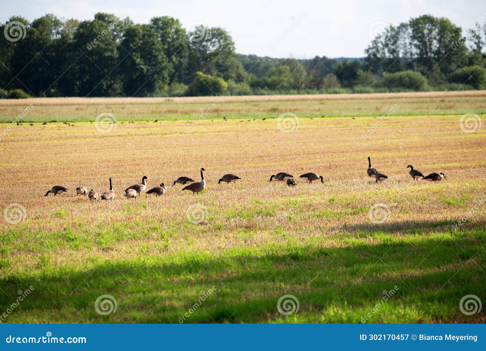 Wild Goose and Wild Ducks on a Field in the North West of Germany Stock ...