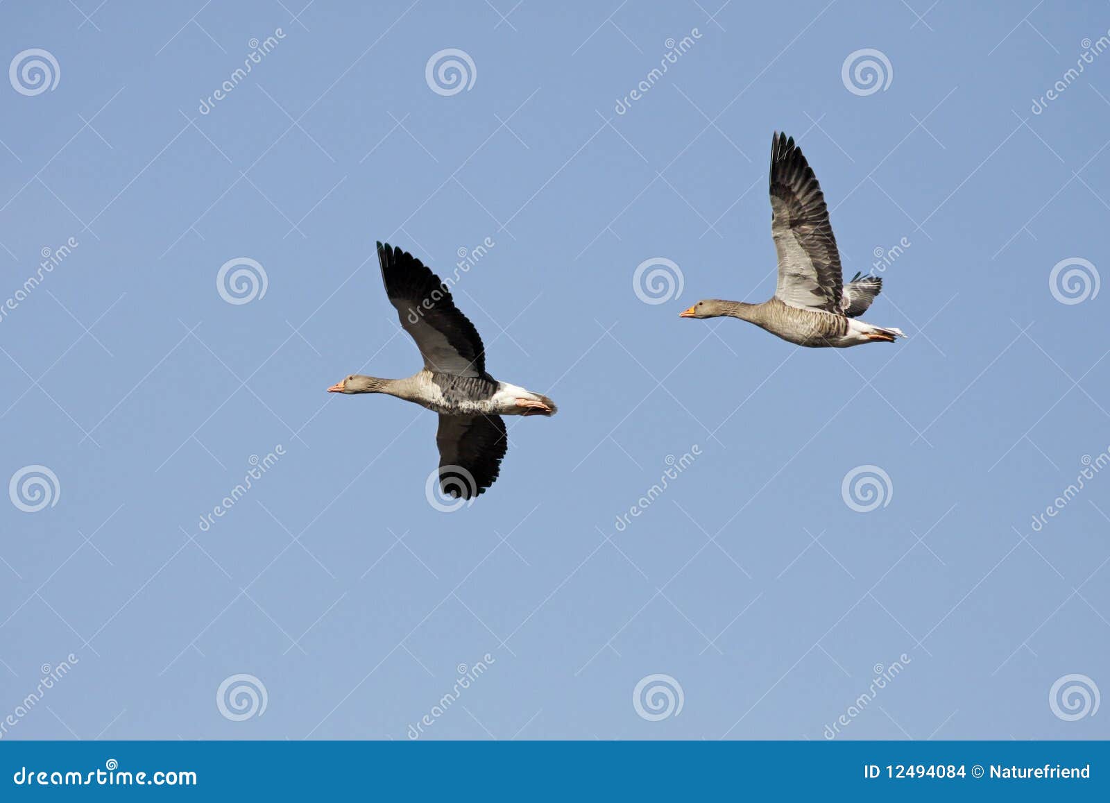 Wild Gooses, Lower Saxony, German Stock Photo - Image of lower, flying ...