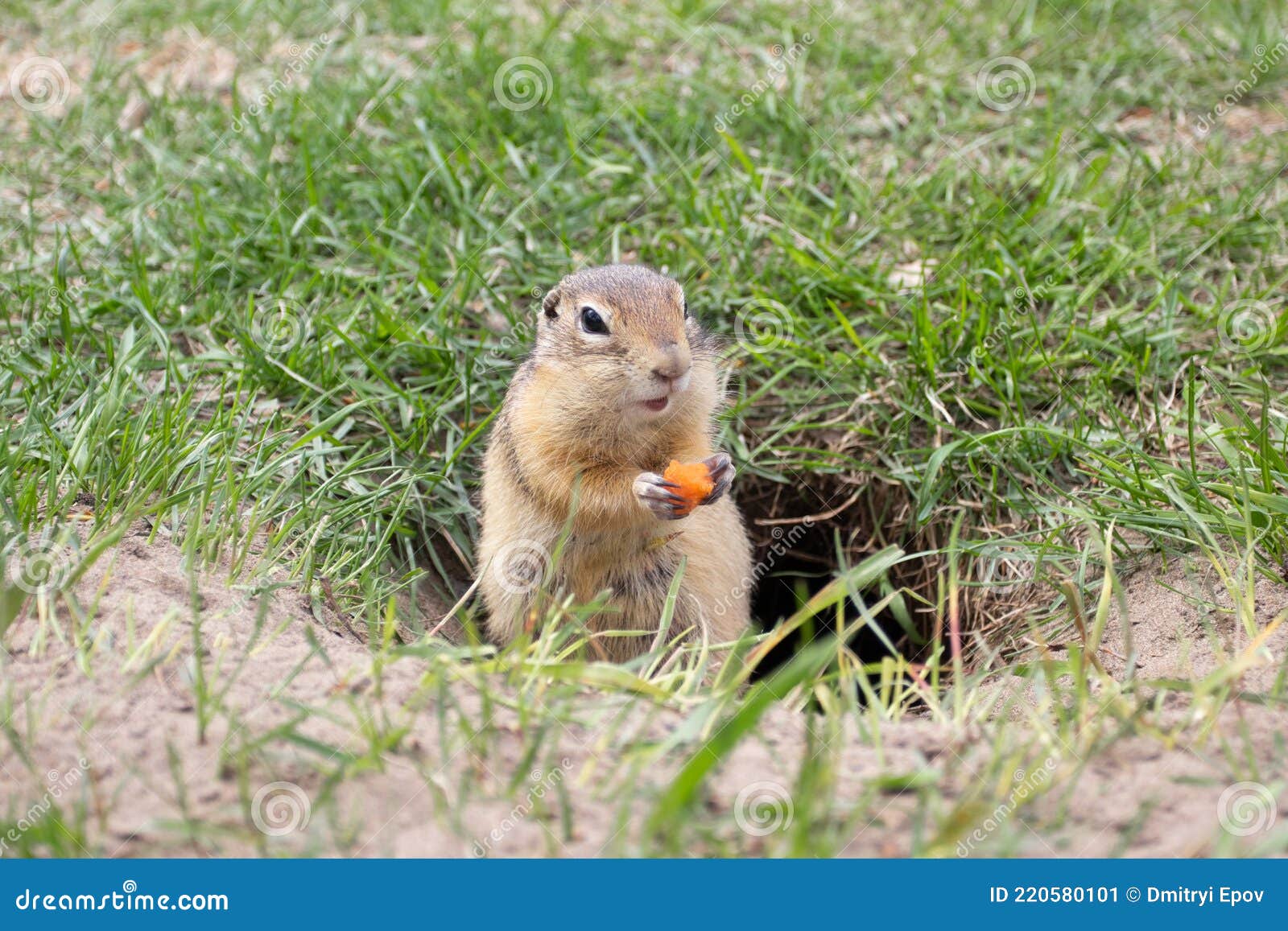 Wild Gopher Eating Near the Burrow Stock Image - Image of face ...
